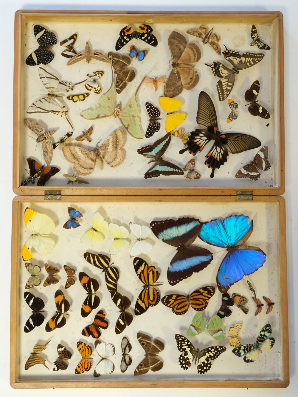 Lot 76 - Lepidoptera. A collection of British