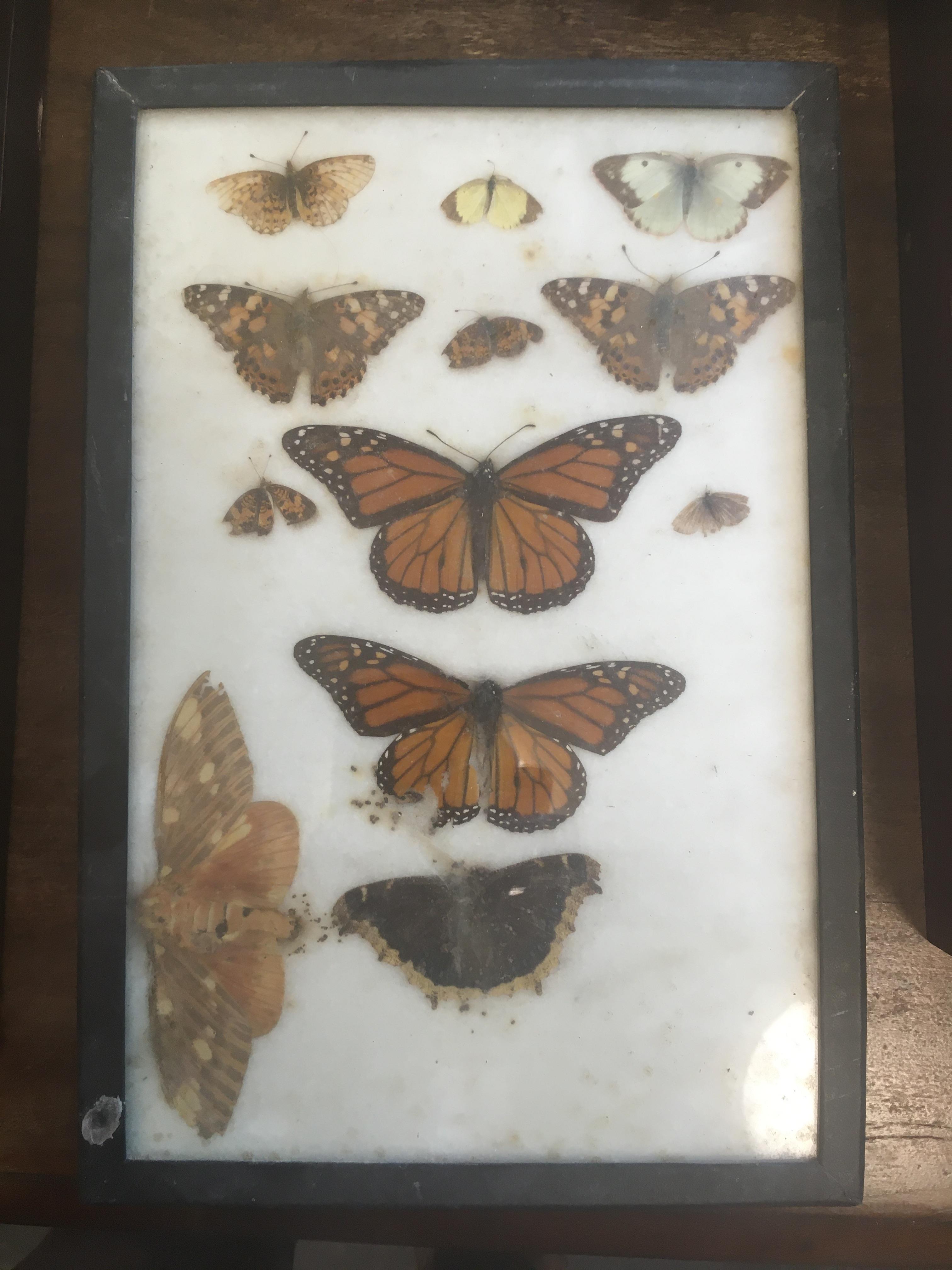 Lot 76 - Lepidoptera. A collection of British