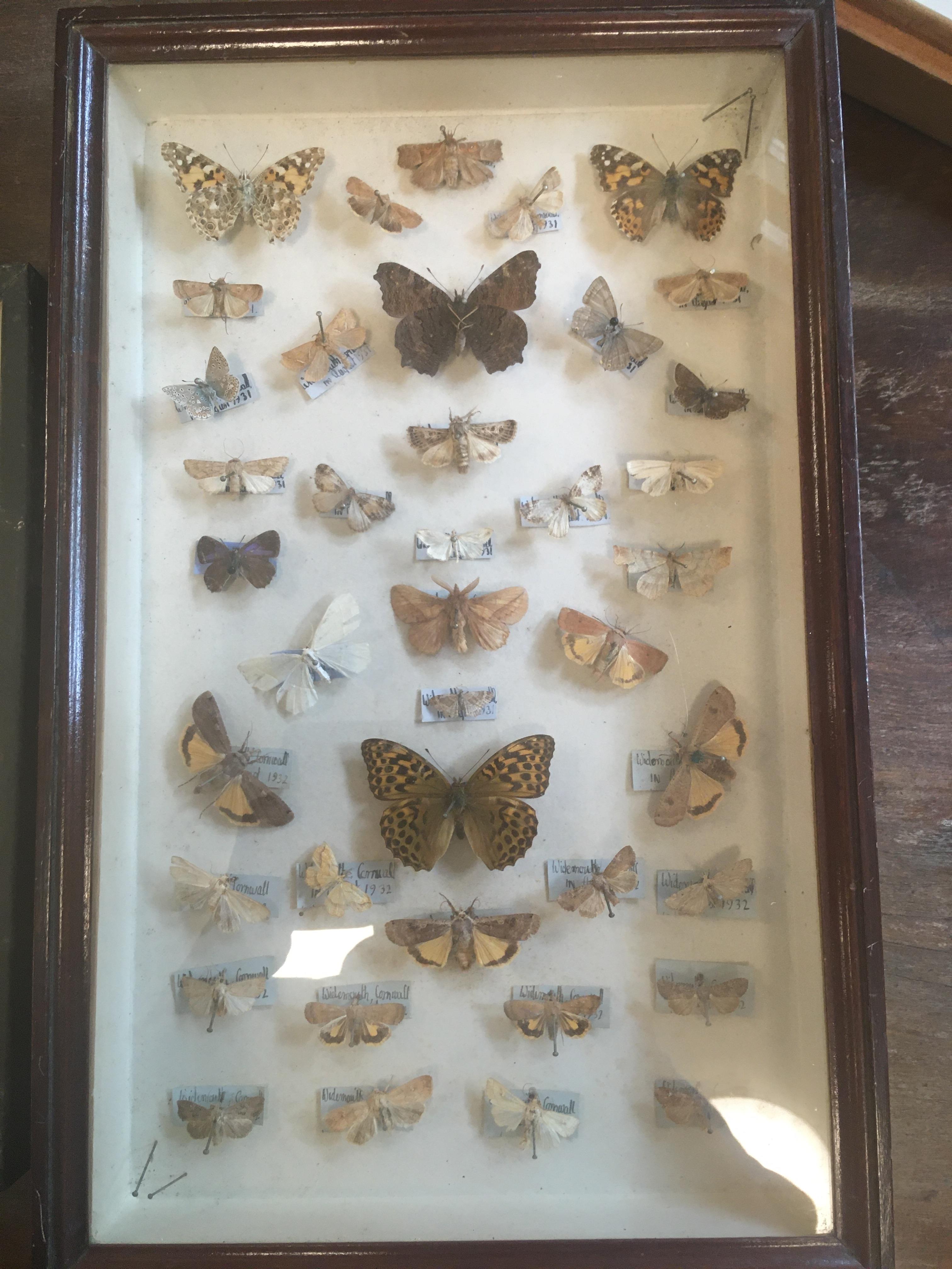 Lot 76 - Lepidoptera. A collection of British