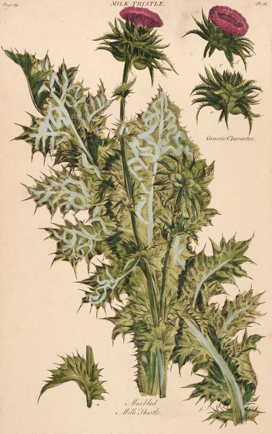 Lot 153 - Botany. A collection of 14 botanical prints,