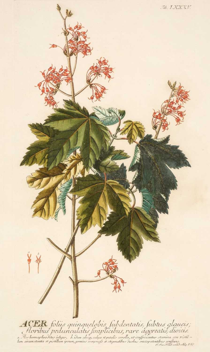 Lot 243 - Trew (Christoph Jacob). Six plates from