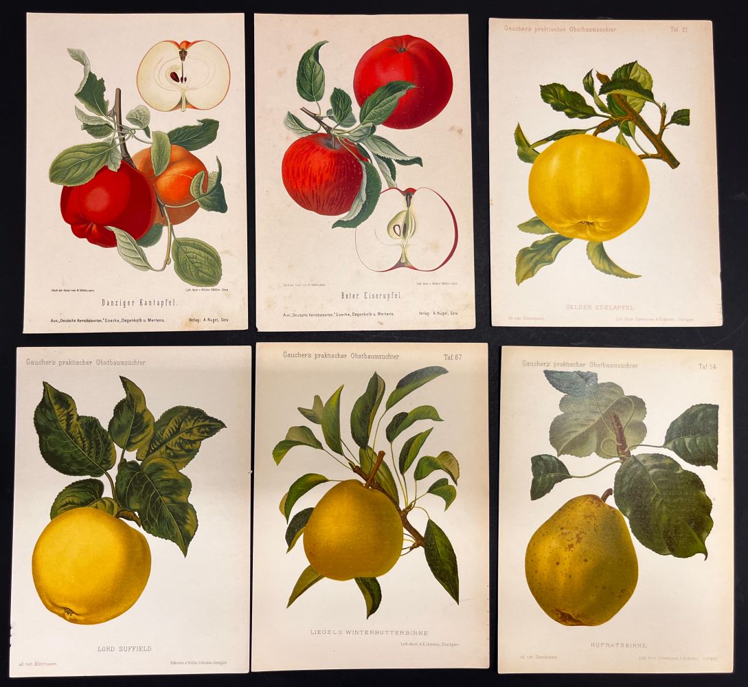 Lot 249 - Fruit. A collection of approximately 100