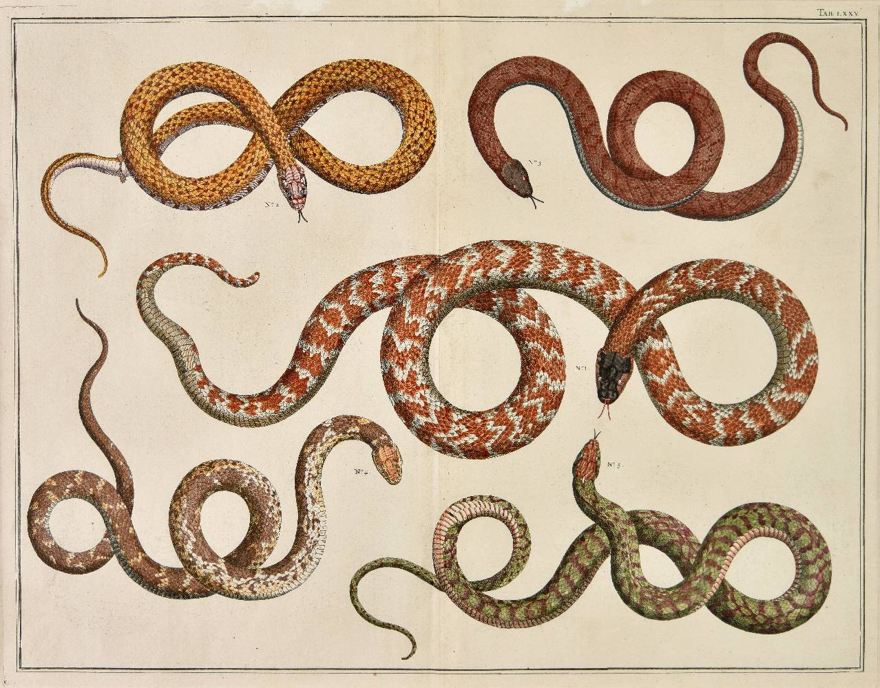 Lot 283 - Snakes.