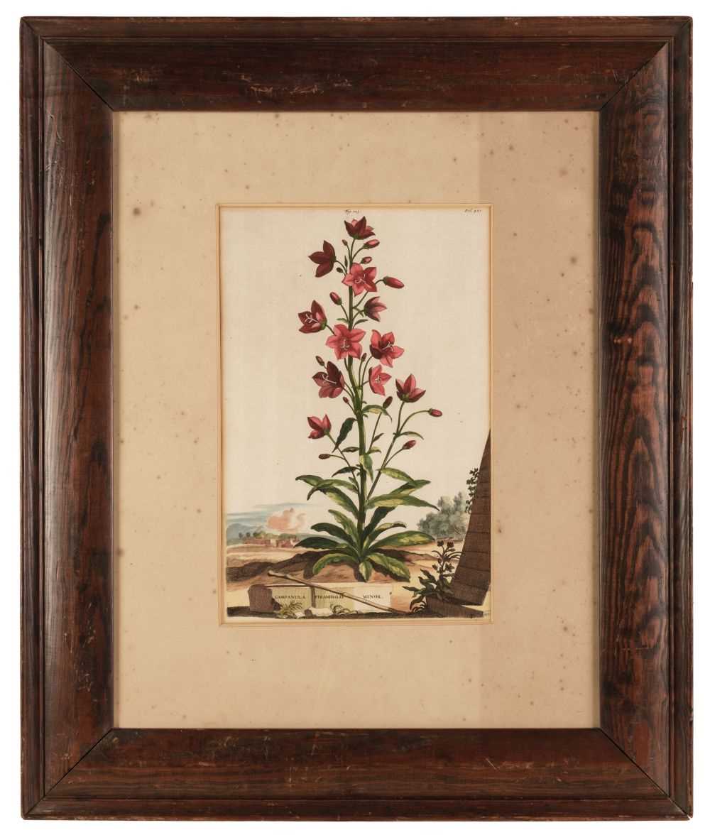 Lot 69 - Botany. Two engravings of Botanical specimens,