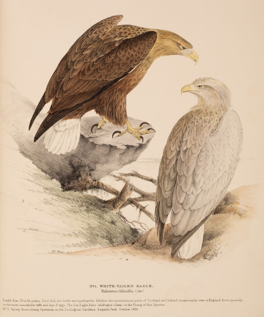 Lot 55 - Meyer (Henry Leonard). Illustrations of