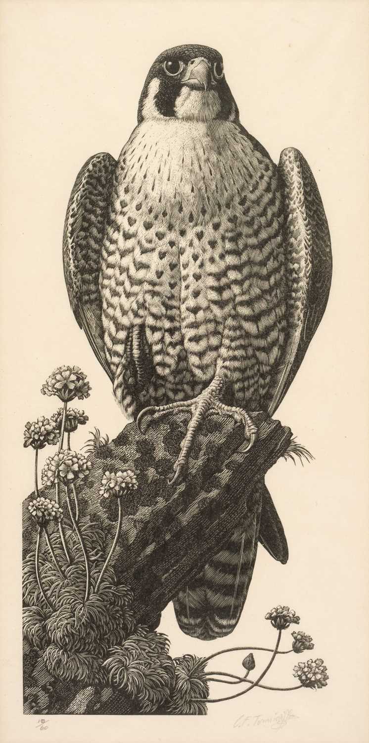 Lot 104 - Tunnicliffe (Charles Frederick, 1901-1979).