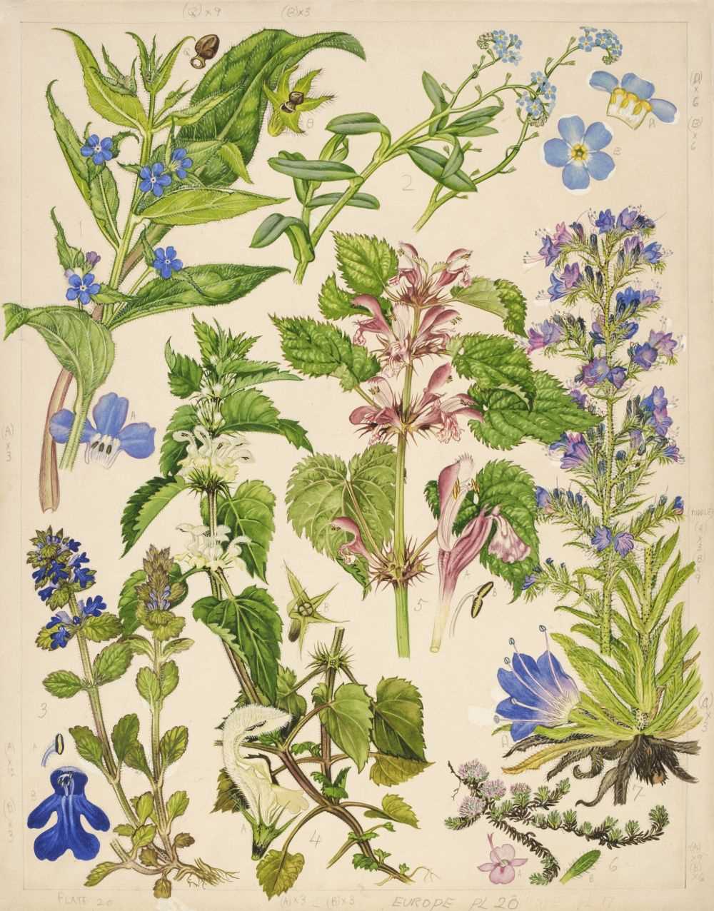 Lot 126 - Goaman (Victoria, 20th century). Botanical