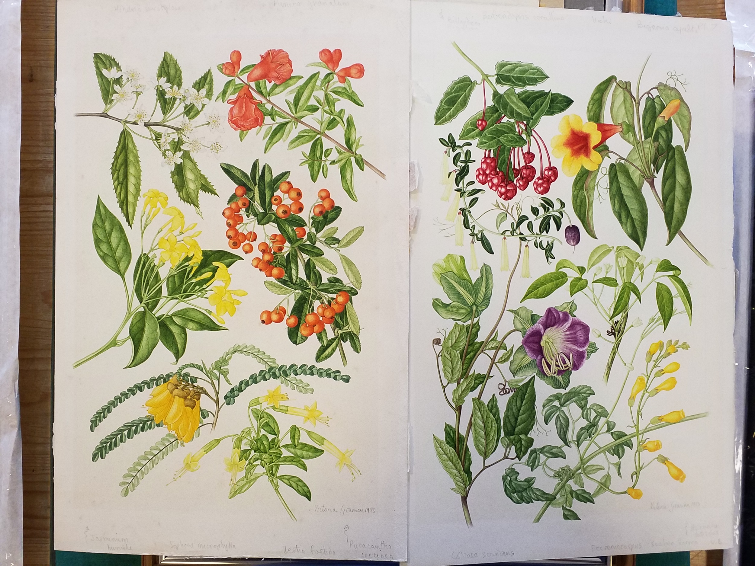 Lot 126 - Goaman (Victoria, 20th century). Botanical
