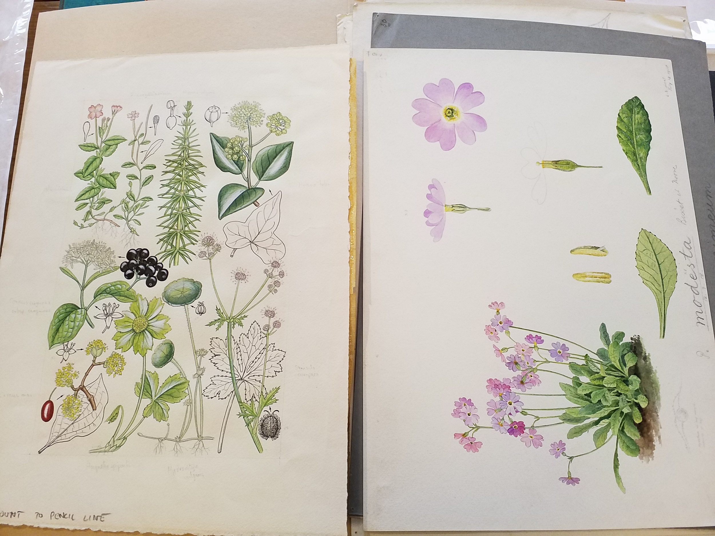 Lot 126 - Goaman (Victoria, 20th century). Botanical