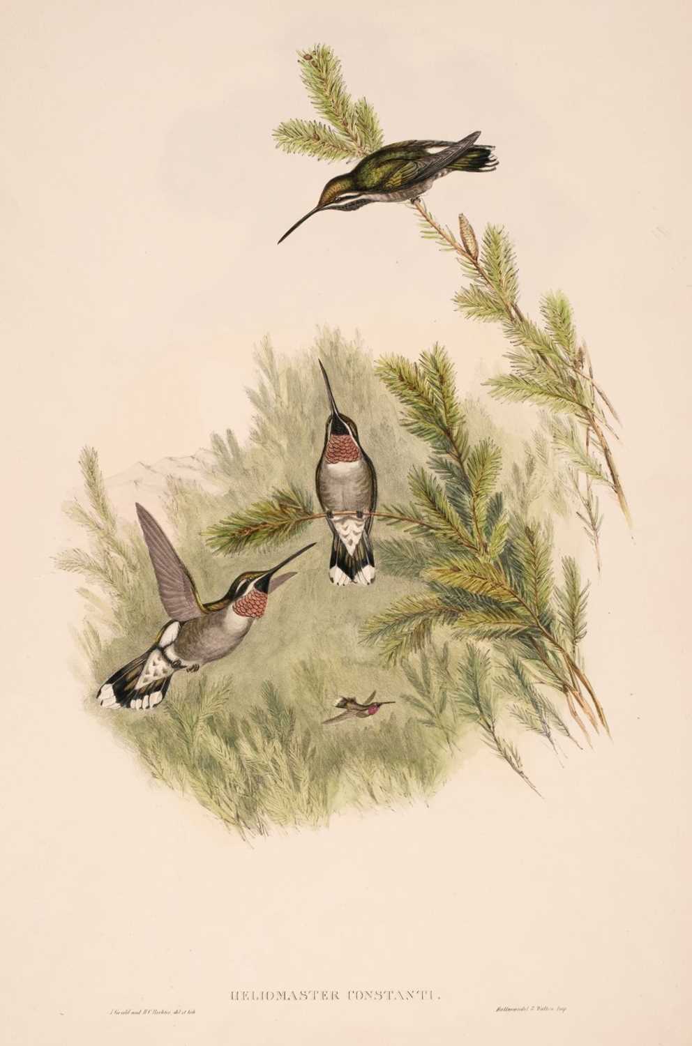 Lot 155 - Gould (John). Three lithographs of Humming