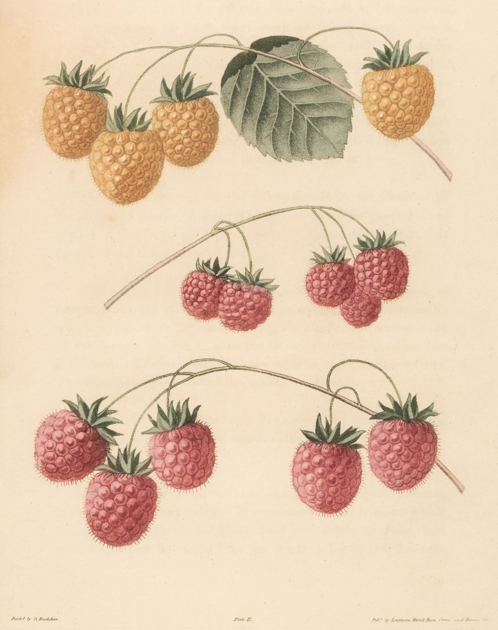 Lot 58 - Brookshaw (George). Pomona Britannica, volume