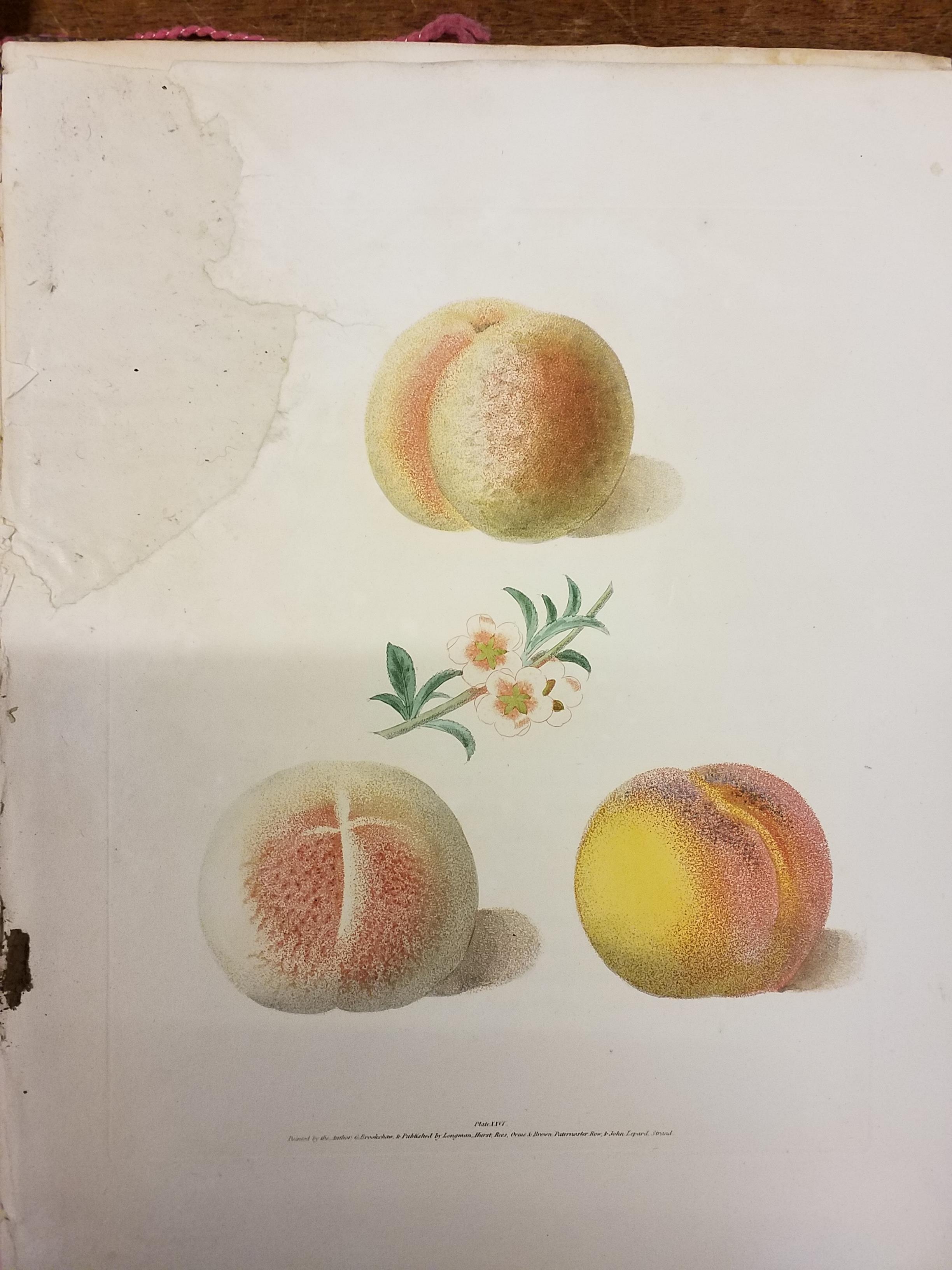 Lot 201 - Brookshaw (George). Pomona Britannica,