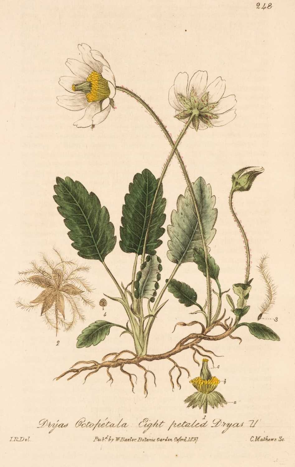 Lot 55 - Baxter (William). British Phaenogamus Botany,