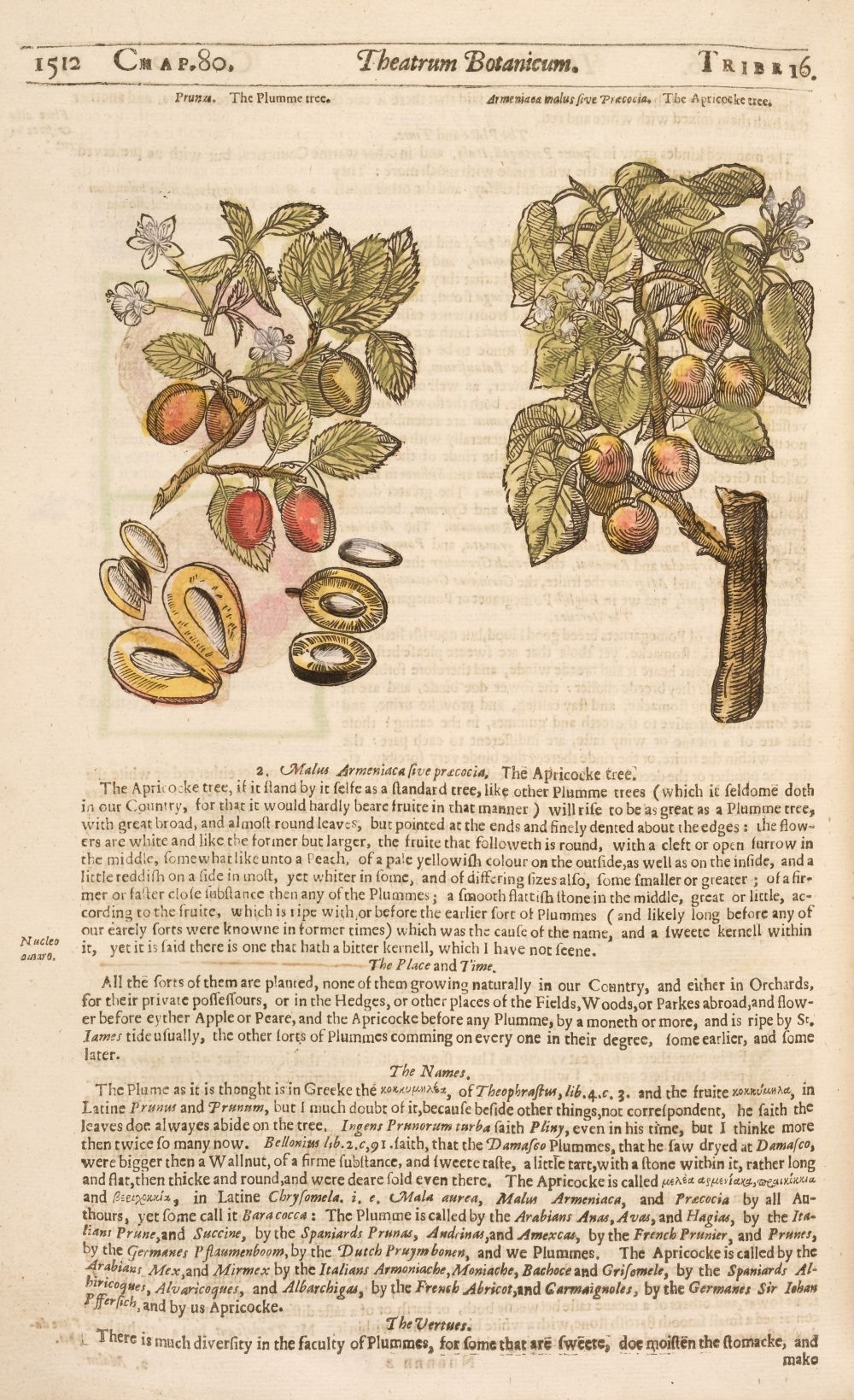 Lot 77 - Parkinson (John). Theatrum Botanicum: The