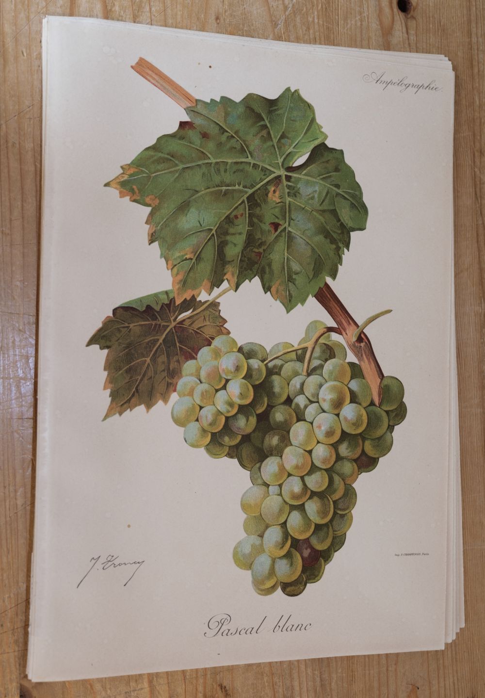 Lot 239 - Viala (Pierre & Victor Vermorel). 20 plates