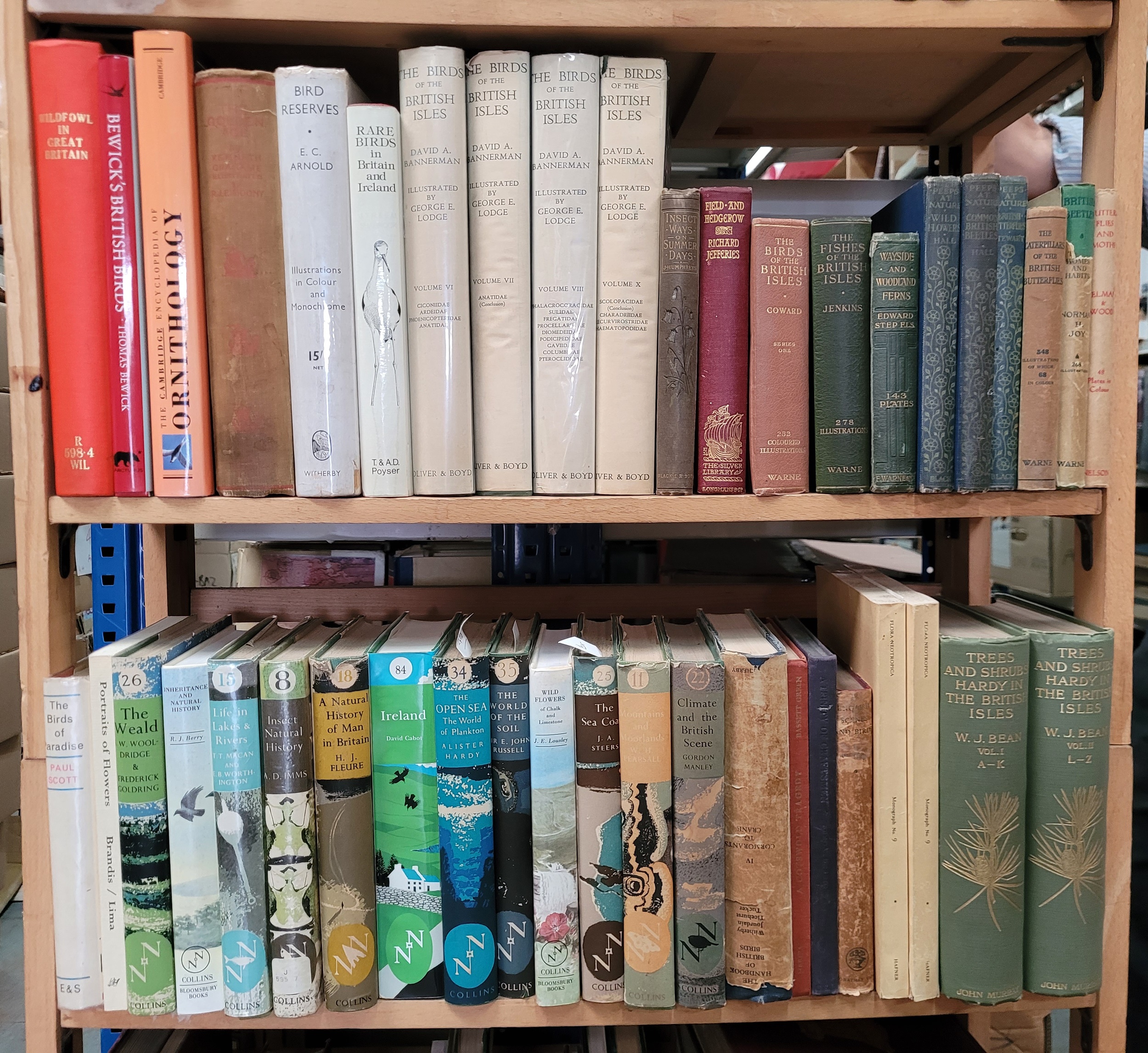Lot 542 - Natural History. A large collection of