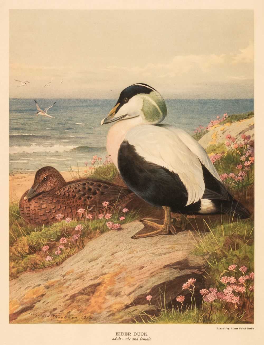 Lot 118 - Millais (J.G.) British Diving Ducks, 2