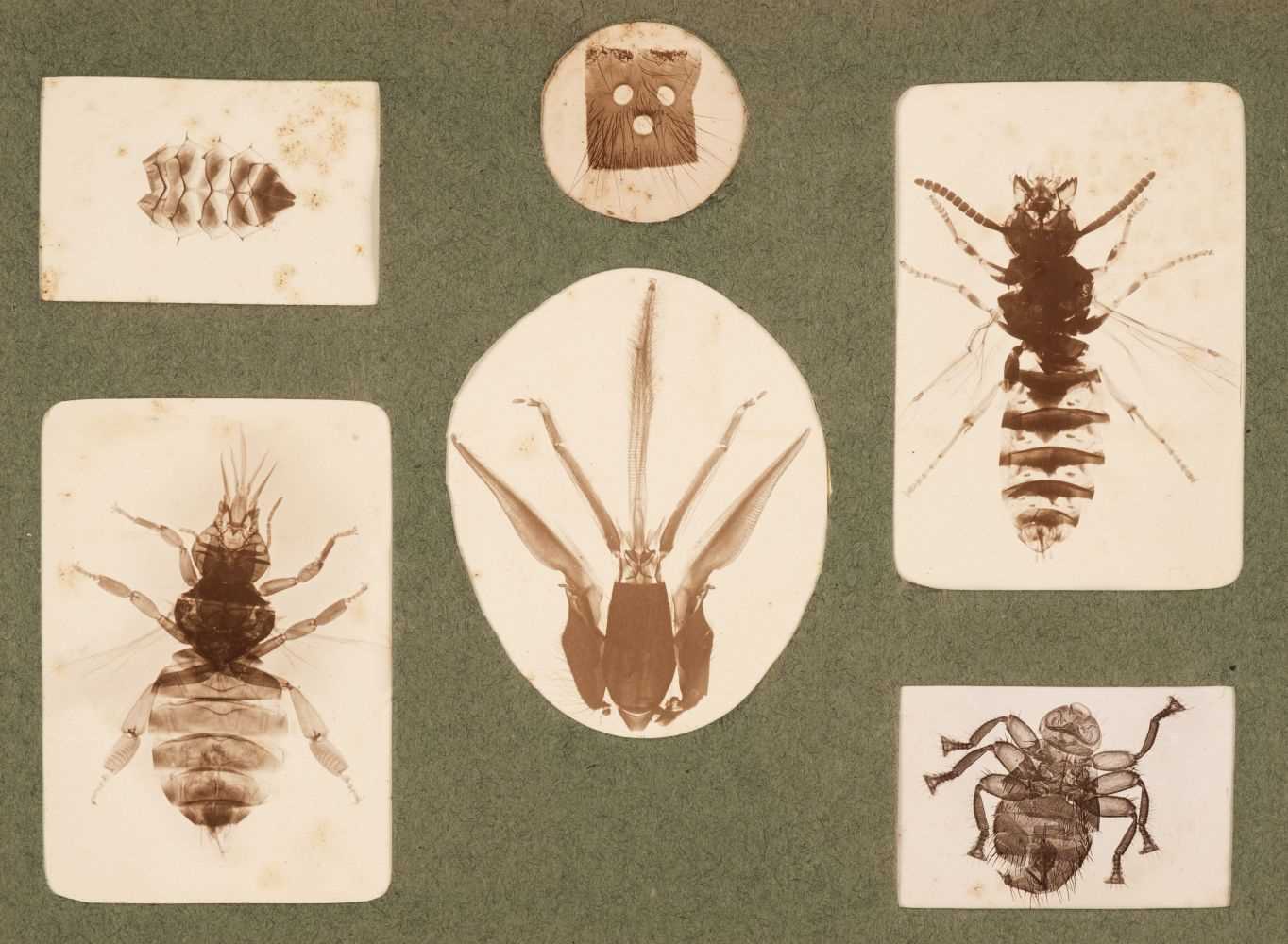 Lot 176 - Microphotographs. A small archive of