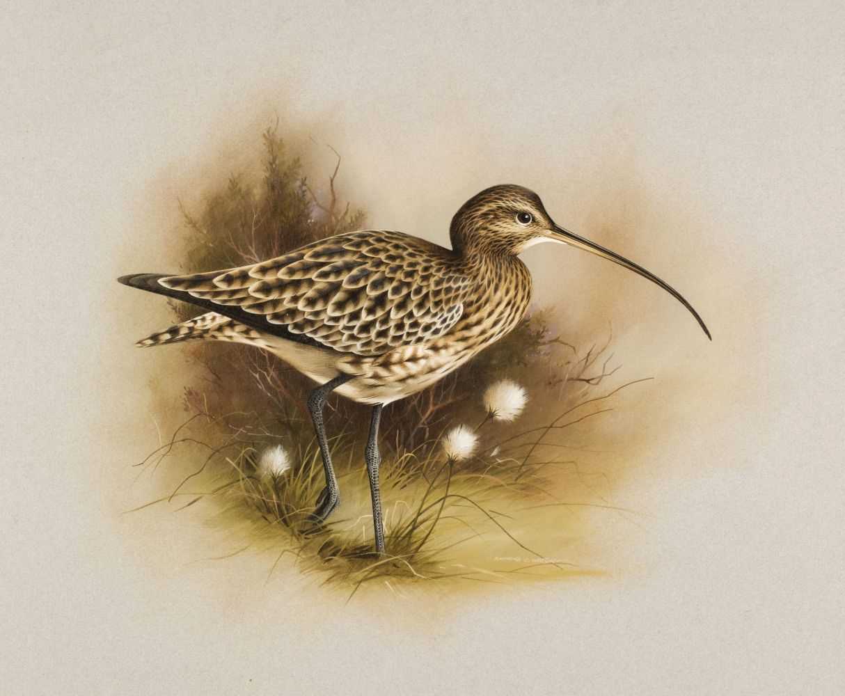 Lot 213 - Watson (Raymond C. 1935 - 94). Curlew, late