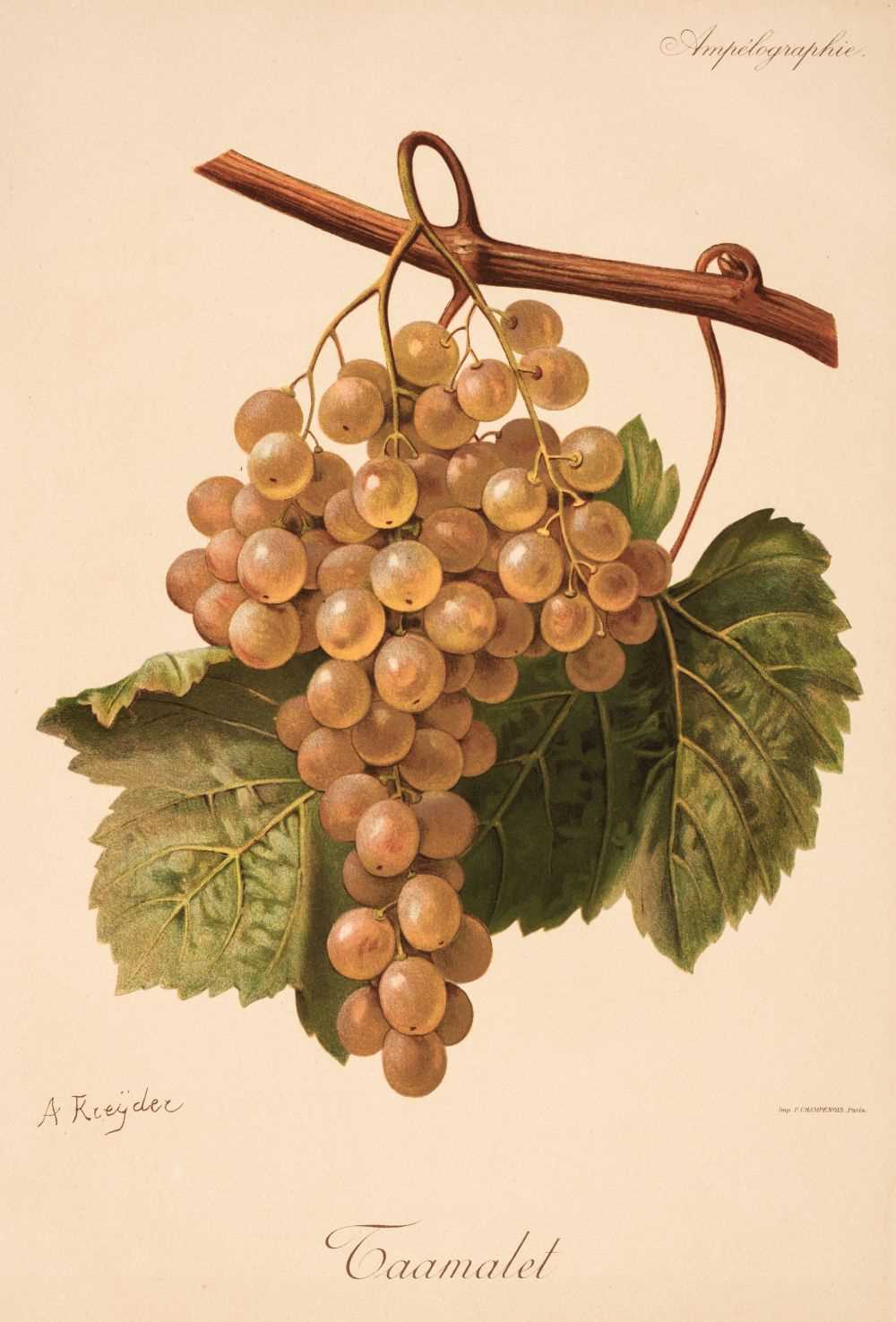 Lot 186 - Viala (Pierre & Victor Vermorel). 18 plates