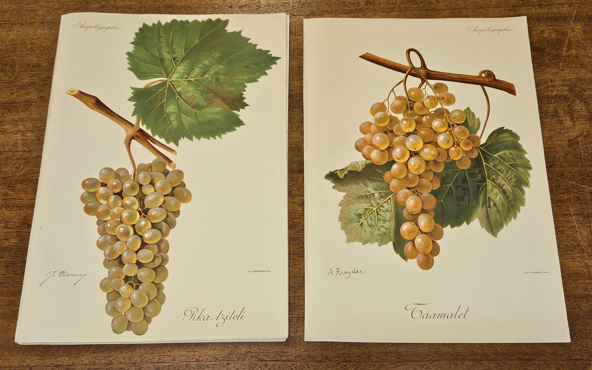 Lot 186 - Viala (Pierre & Victor Vermorel). 18 plates