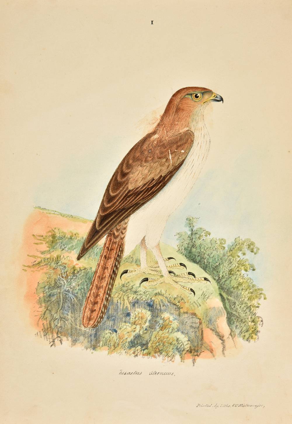 Lot 142 - Jerdon, Thomas Caverhill