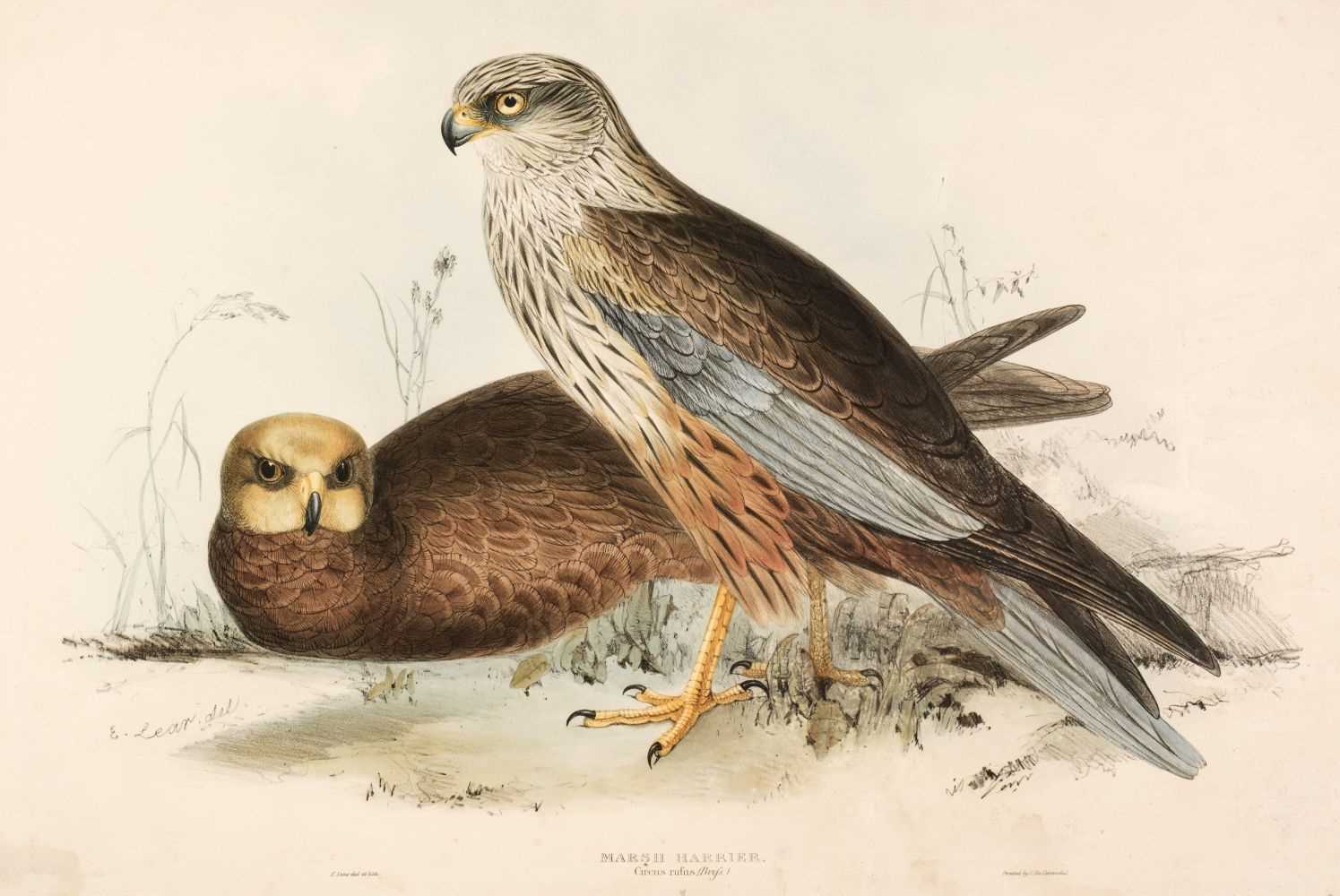 Lot 178 - Lear (Edward). Marsh Harrier, Lanner Falcon,
