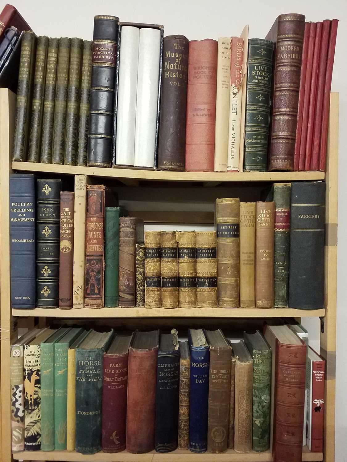 Lot 170 - Natural History. A collection of natural