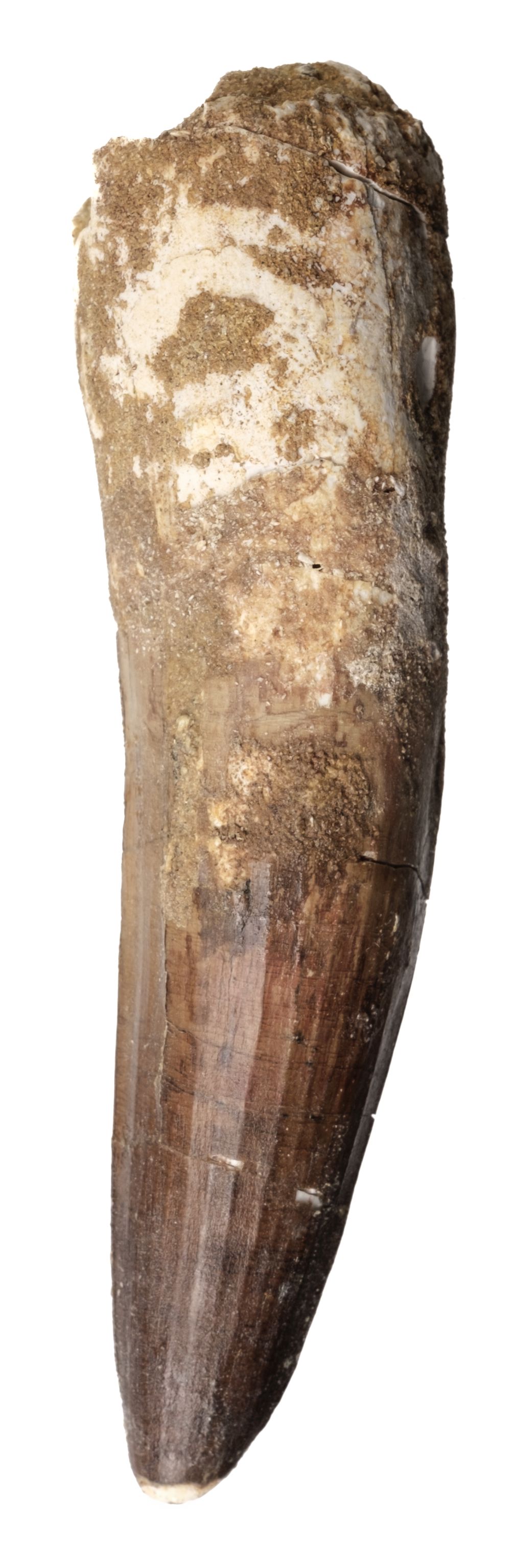 Lot 634 - Spinosaurus Tooth. A fossilised tooth from
