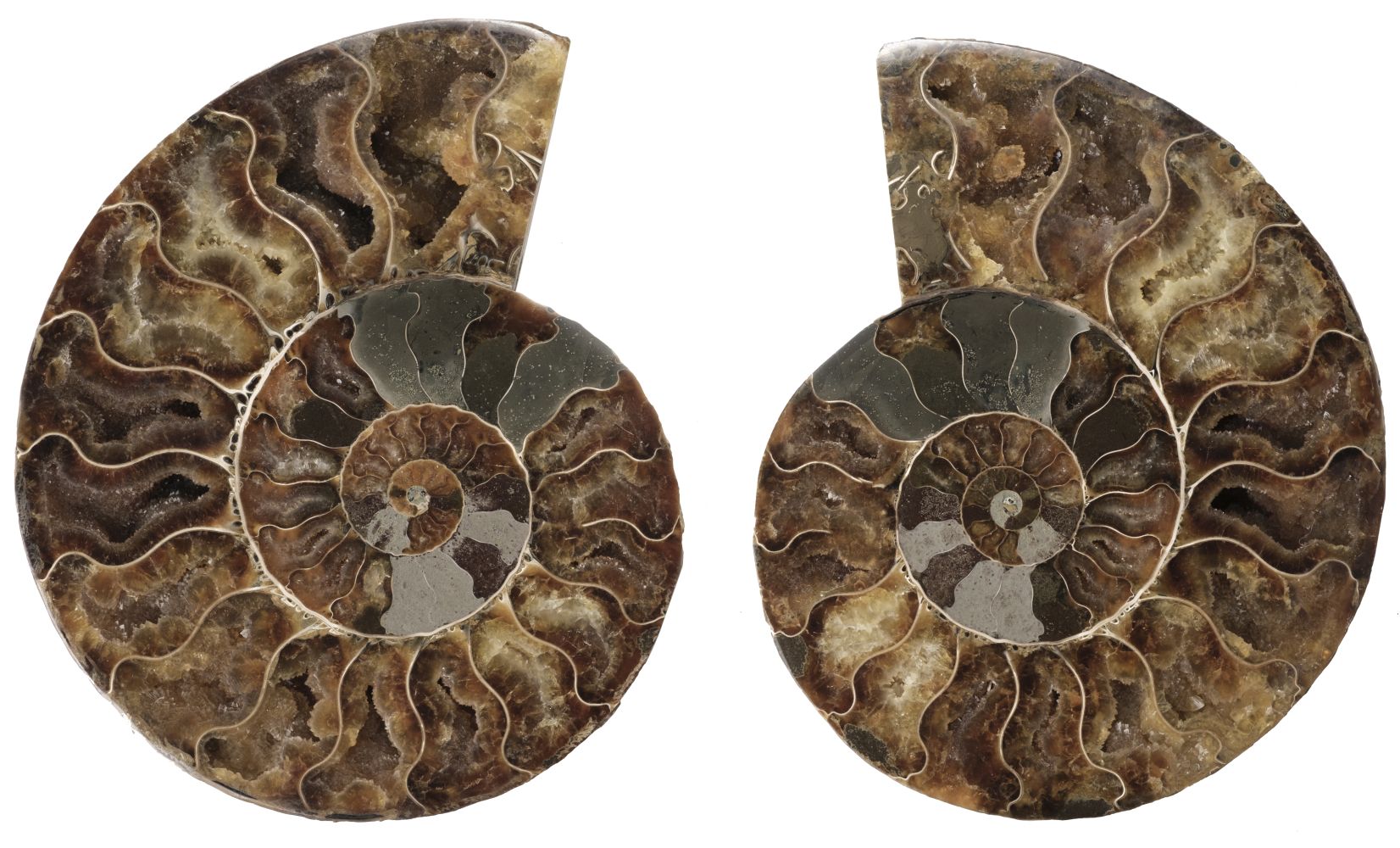 Lot 625 - Ammonite. Cleoniceras Ammonite, Cretaceous