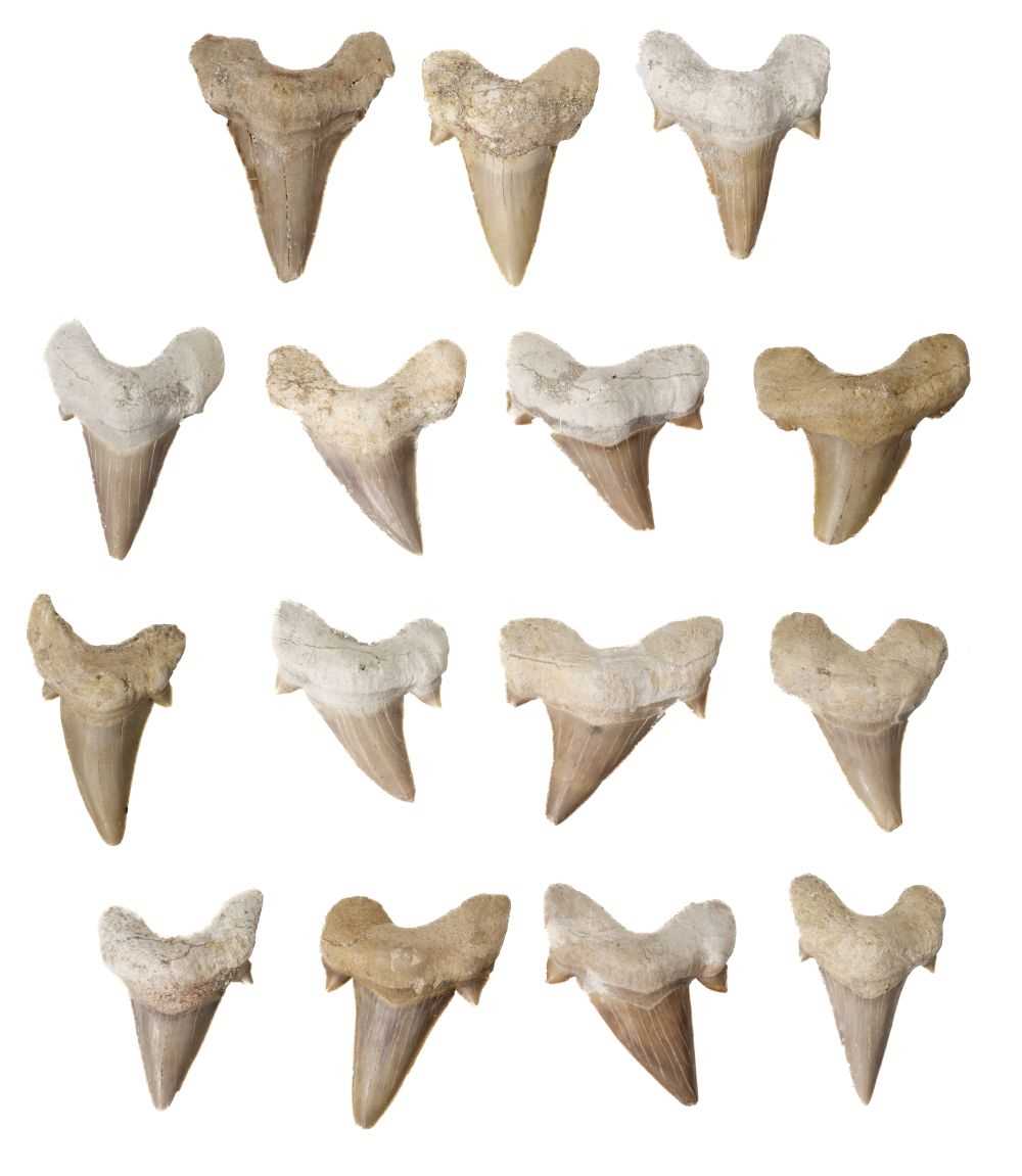 Lot 632 - Sharks Teeth. A collection 15 fossilised