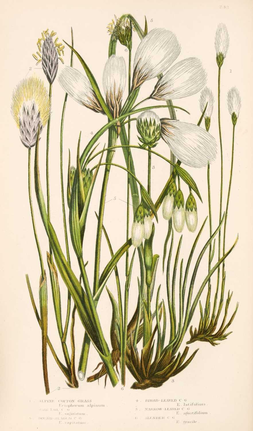 Lot 603 - Pratt (Anne). The British Grasses and Sedges,