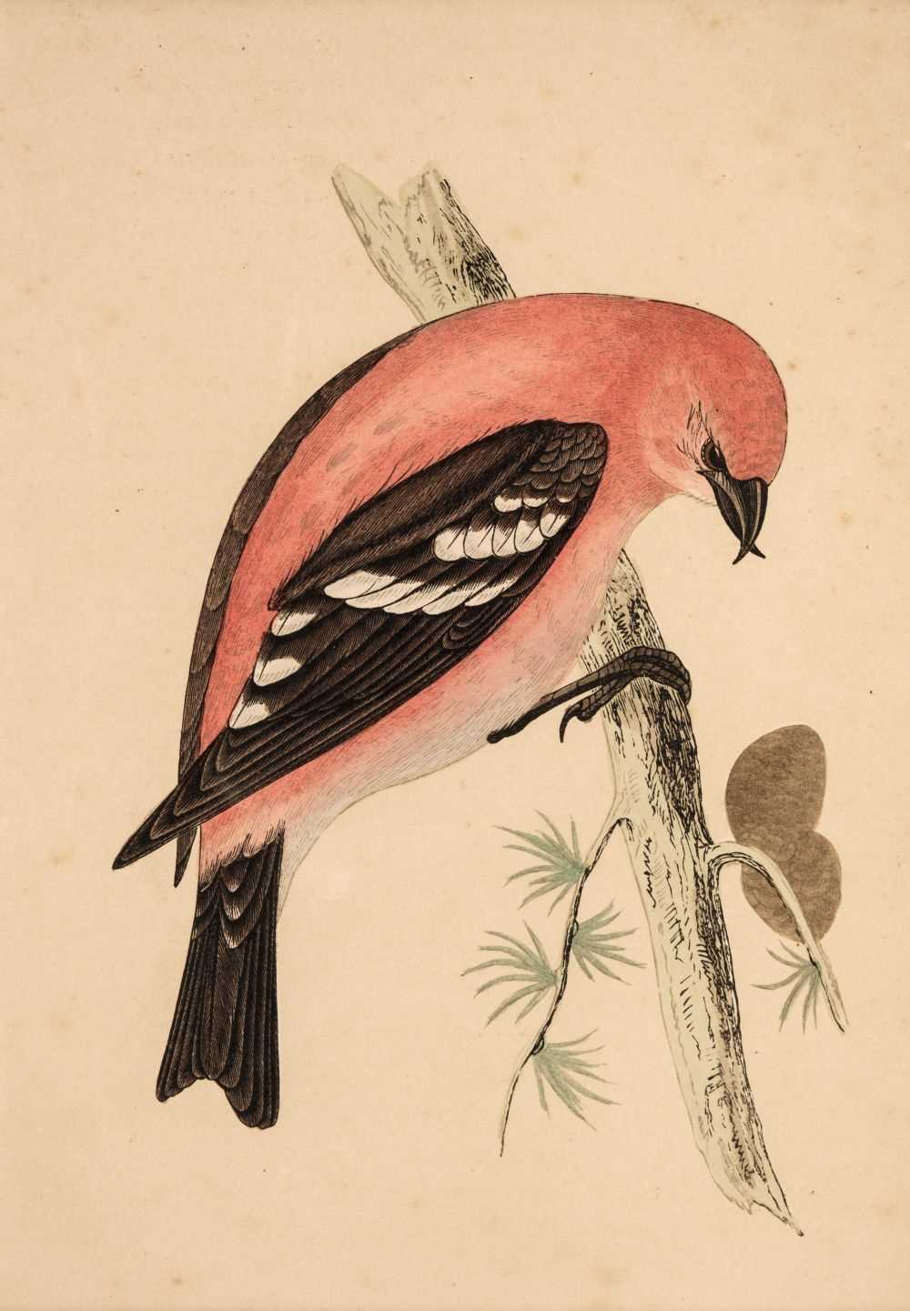 Lot 170 - Ornithology. A collection of approximately
