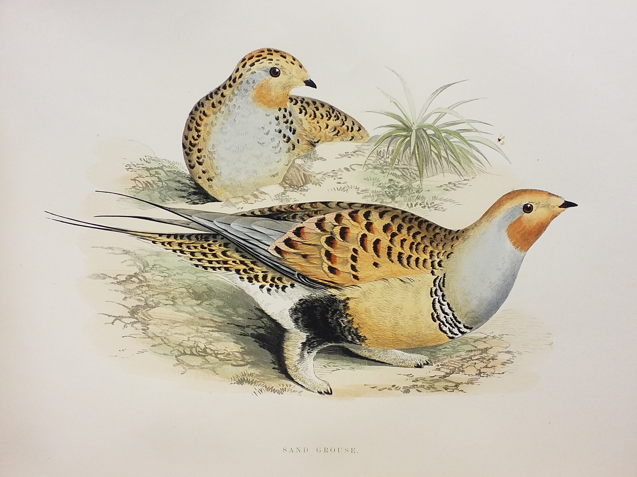 Lot 62 - Morris (Beverly Robinson). British Game Birds.