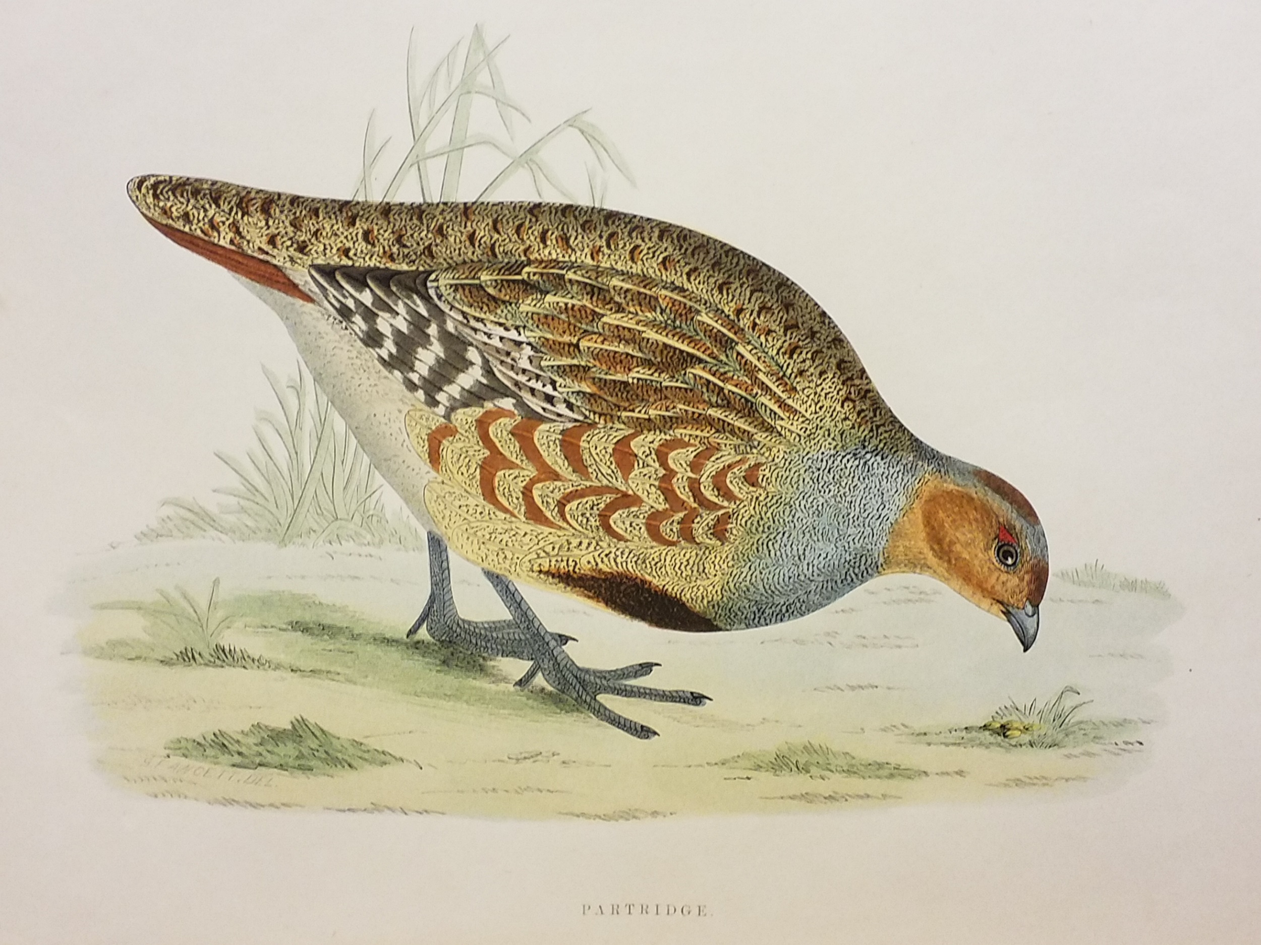 Lot 62 - Morris (Beverly Robinson). British Game Birds.