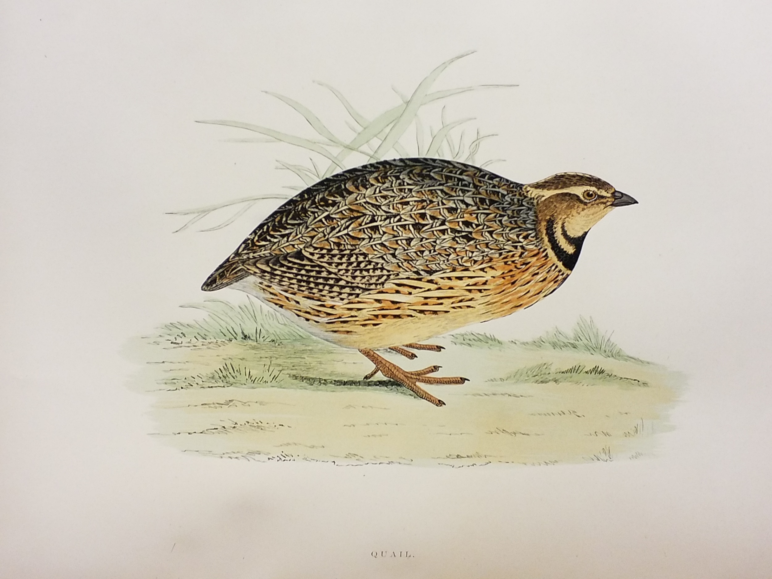Lot 62 - Morris (Beverly Robinson). British Game Birds.