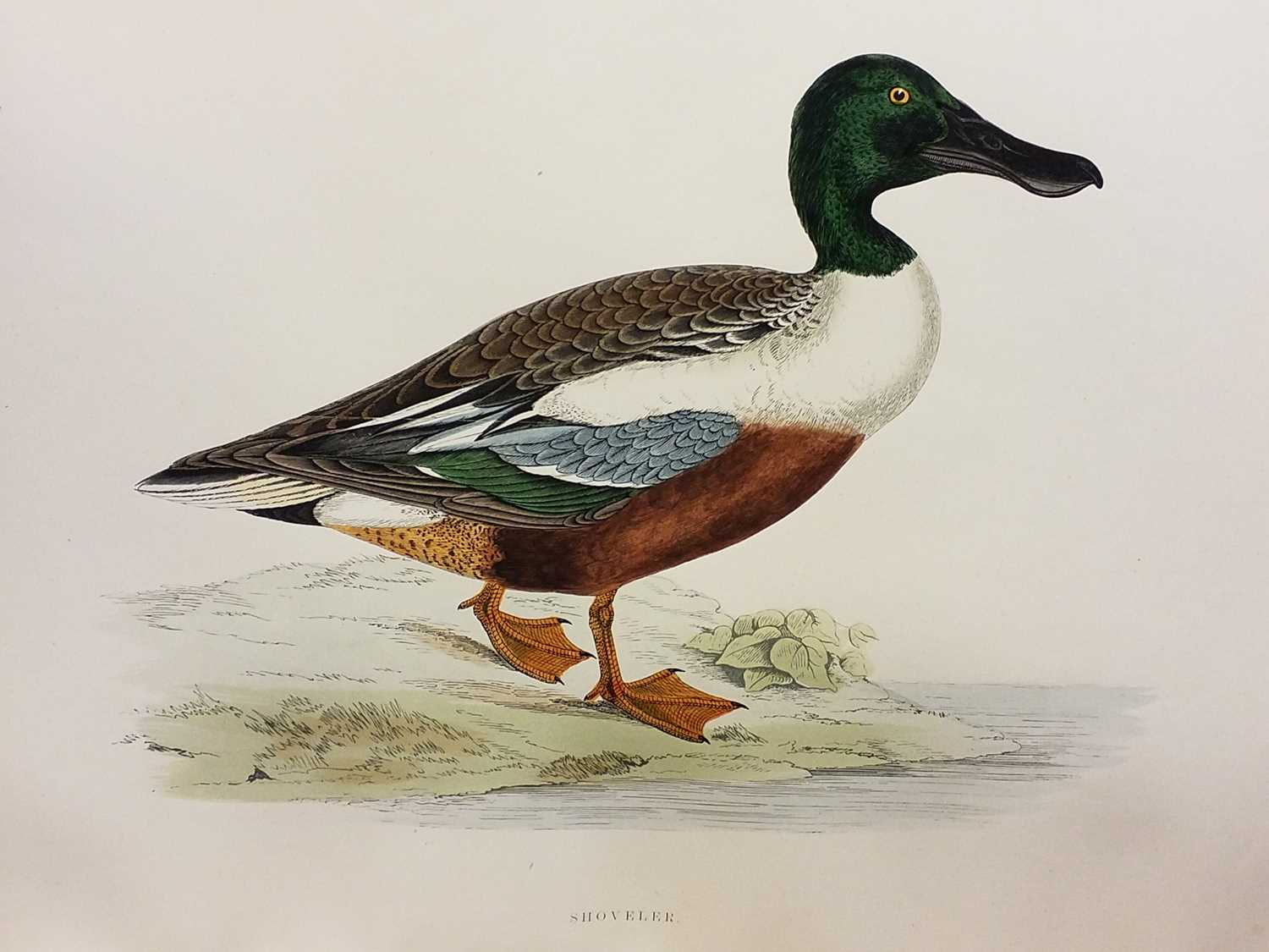 Lot 62 - Morris (Beverly Robinson). British Game Birds.