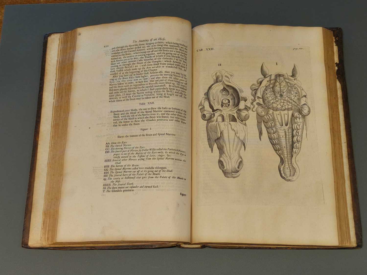 Lot 96 - Snape (Andrew). The Anatomy of an Horse, 1st