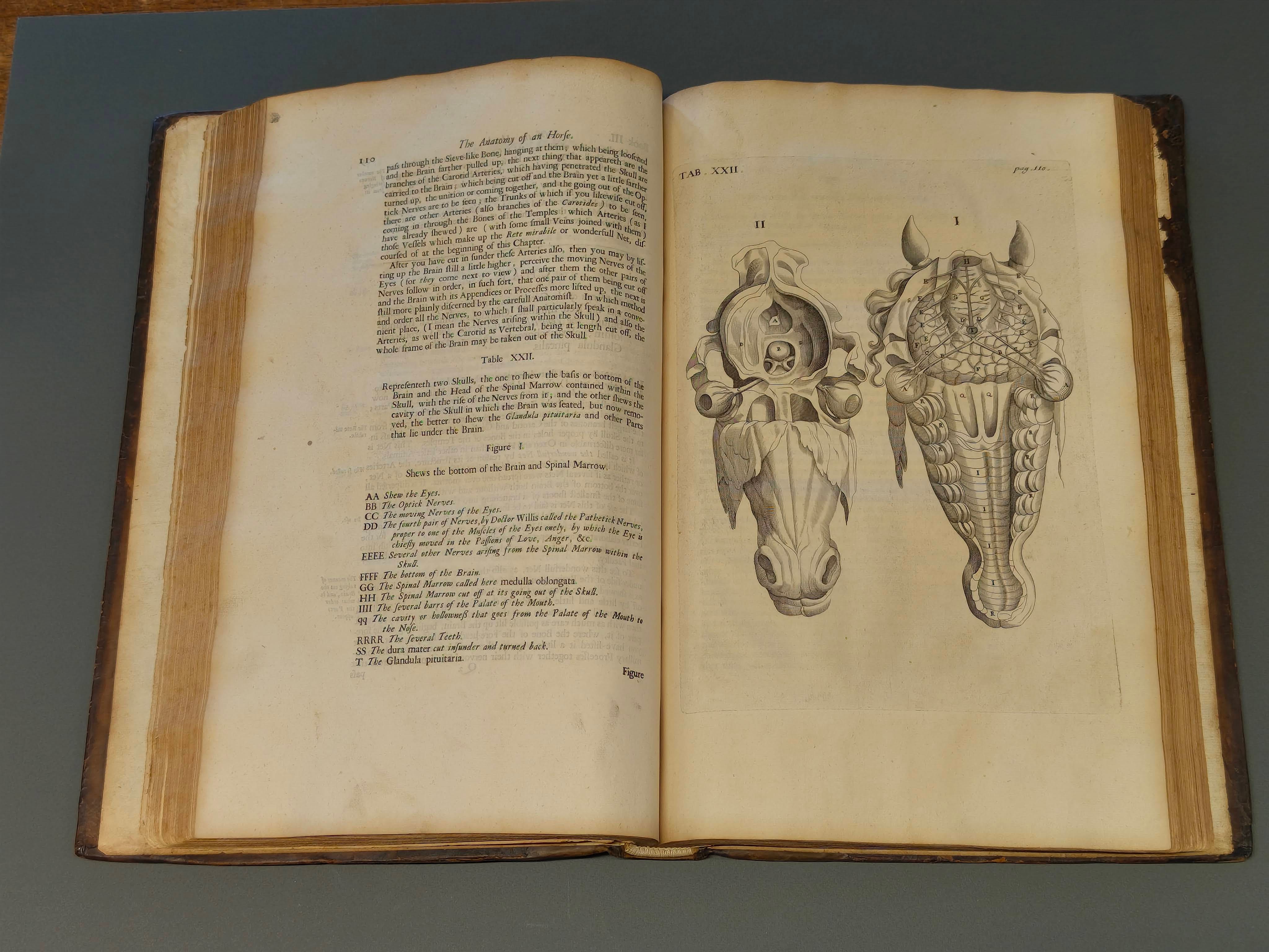 Lot 96 - Snape (Andrew). The Anatomy of an Horse, 1st