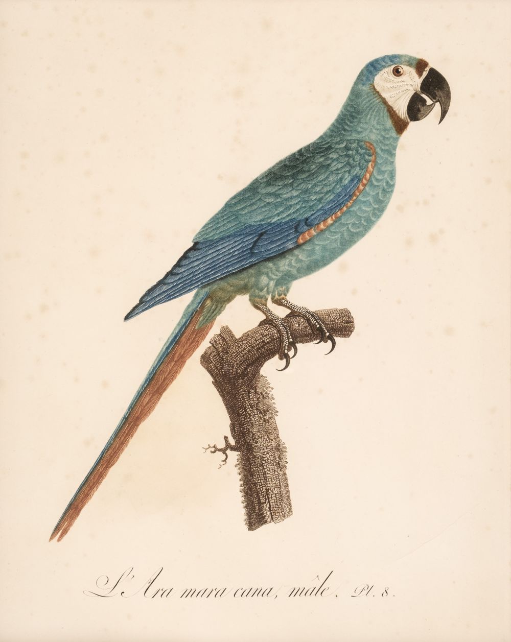 Lot 168 - Barraband (Jacques, 1768-1809). L'ara mara