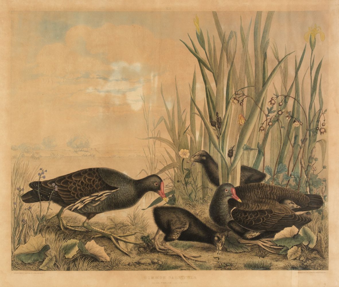 Lot 167 - Aikman (Alex T.). Common Gallinule. Male,