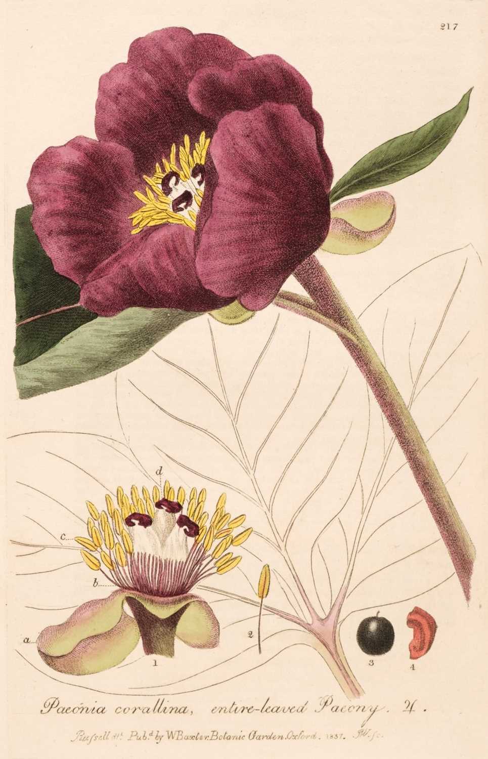 Lot 101 - Baxter (William). British Phaenogamous