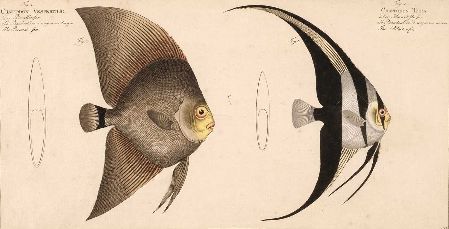 Lot 124 - Block (Marcus Elieser). 6 engravings from