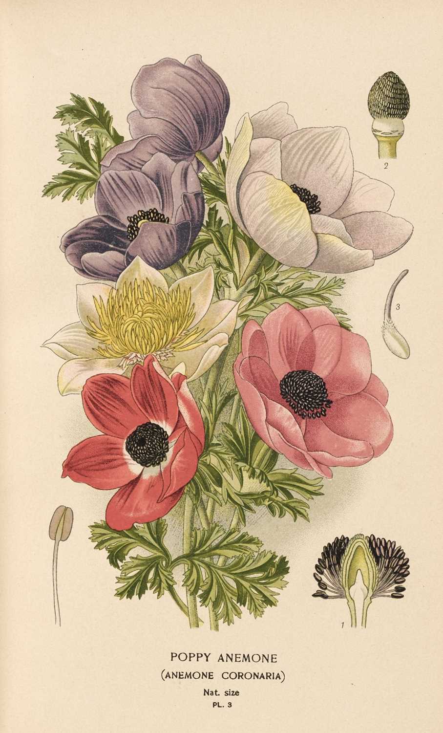 Lot 127 - Step (Edward). Favourite Flowers of Garden