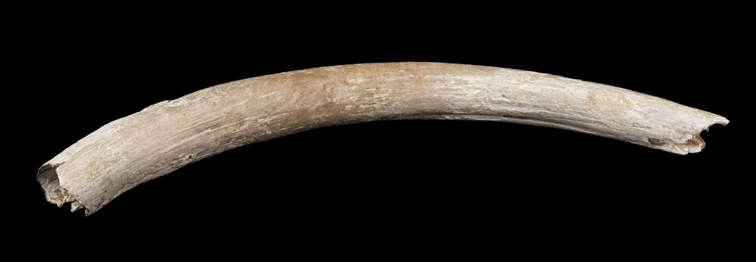 Lot 476 - Mammoth Tusk. A British Woolley Mammoth tusk