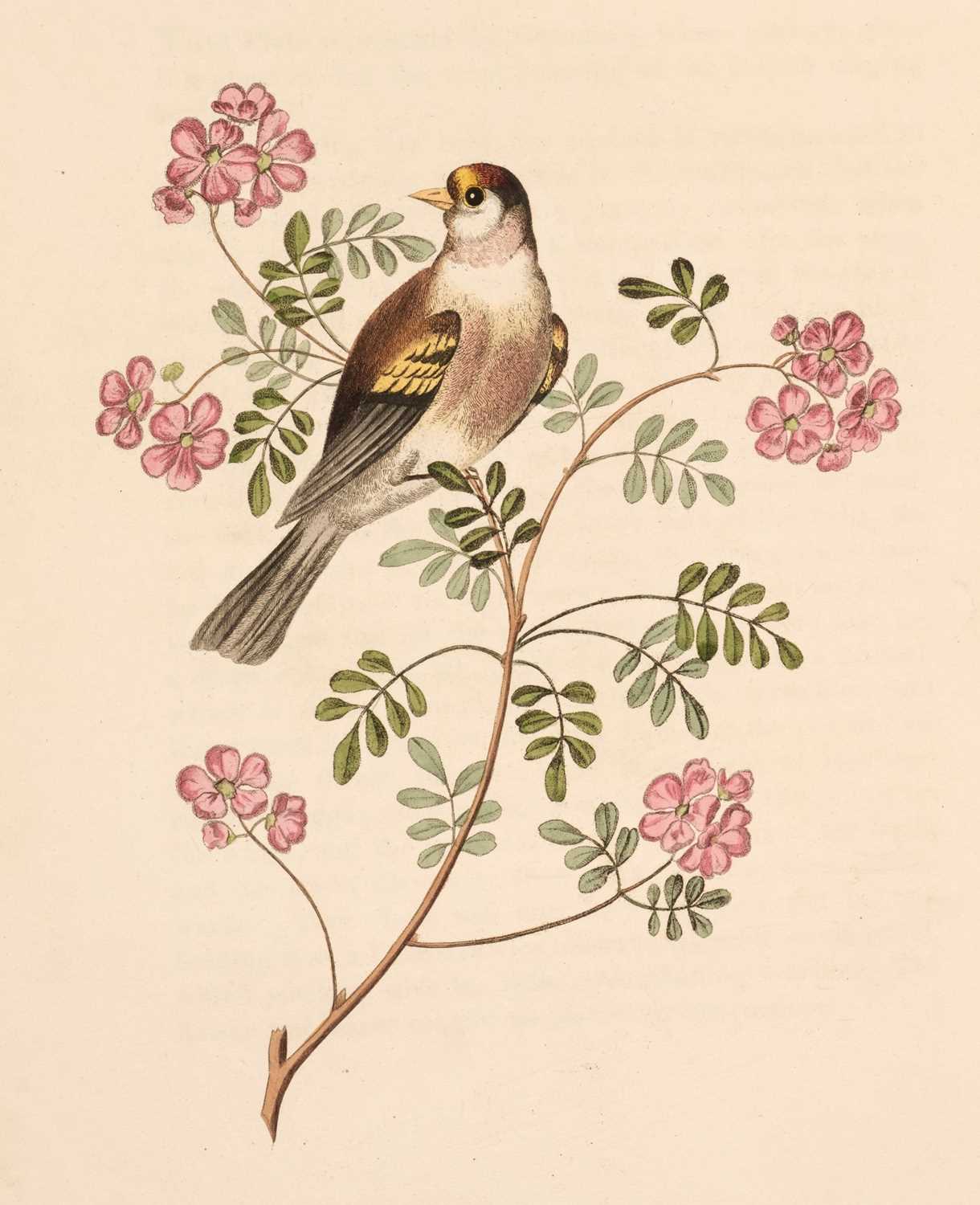 Lot 332 - Brookshaw (George). Groups of Flowers;