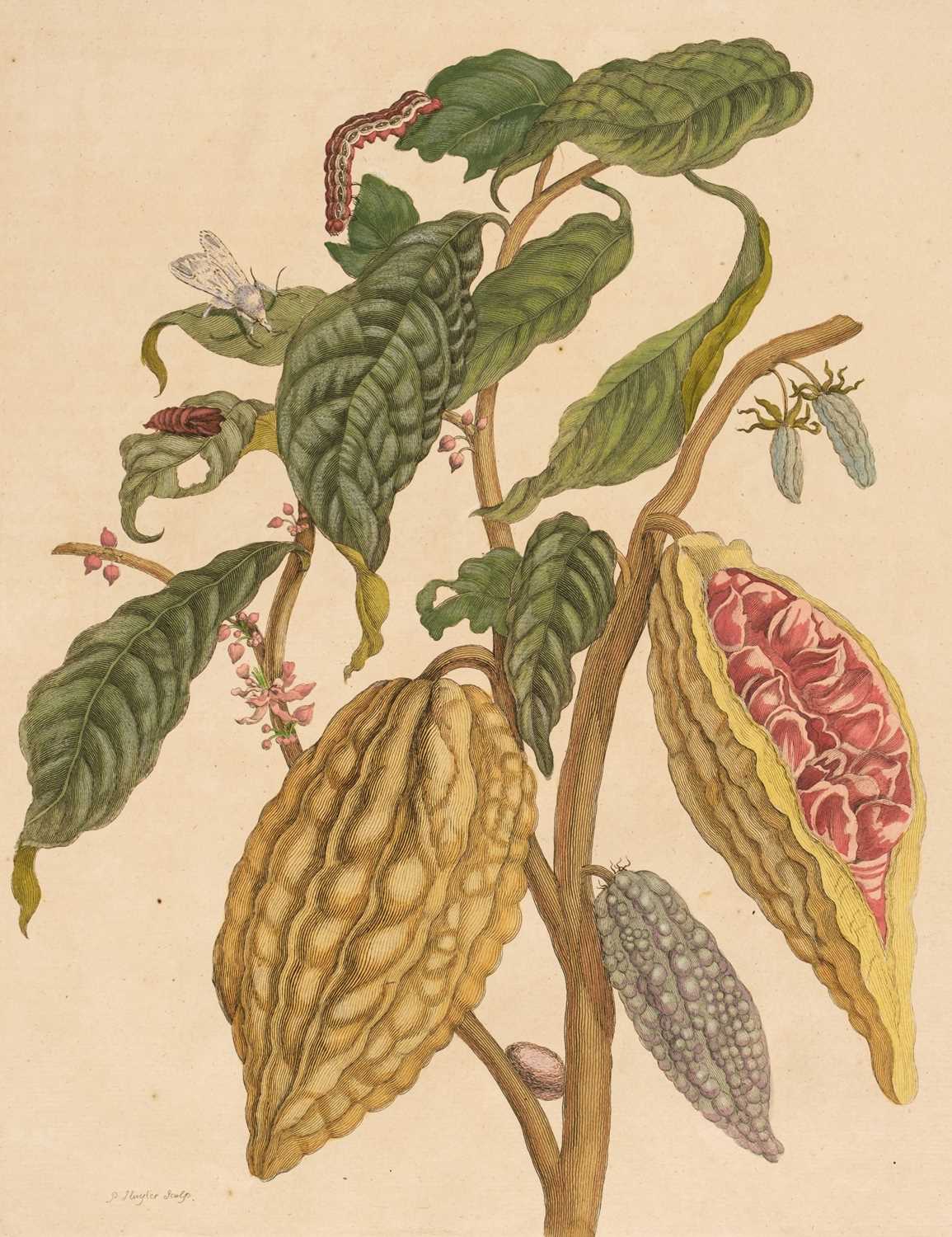 Lot 53 - Merian (Maria Sybilla). Three engravings,