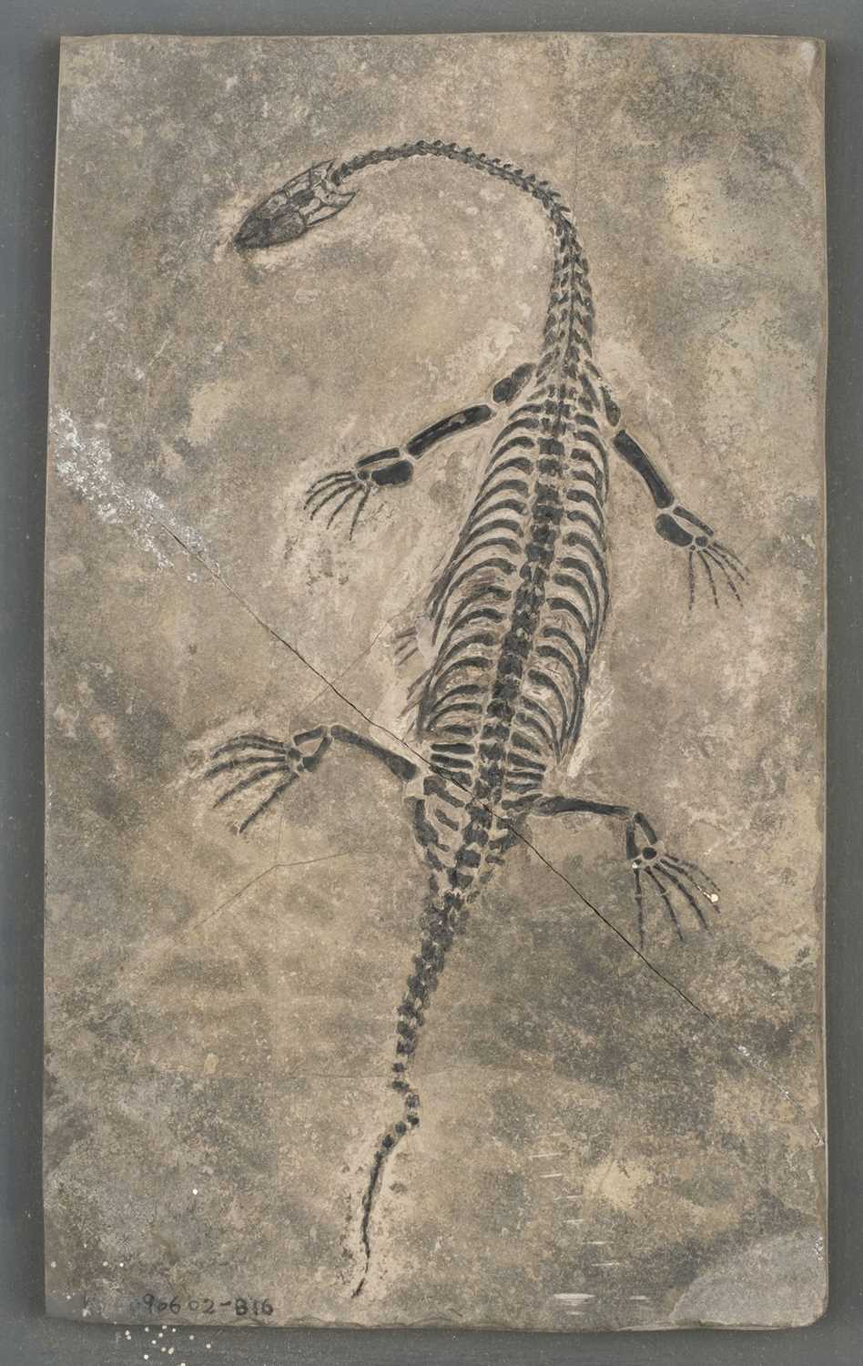 Lot 637 - Keichousaurus Hui. A Triassic marine reptile
