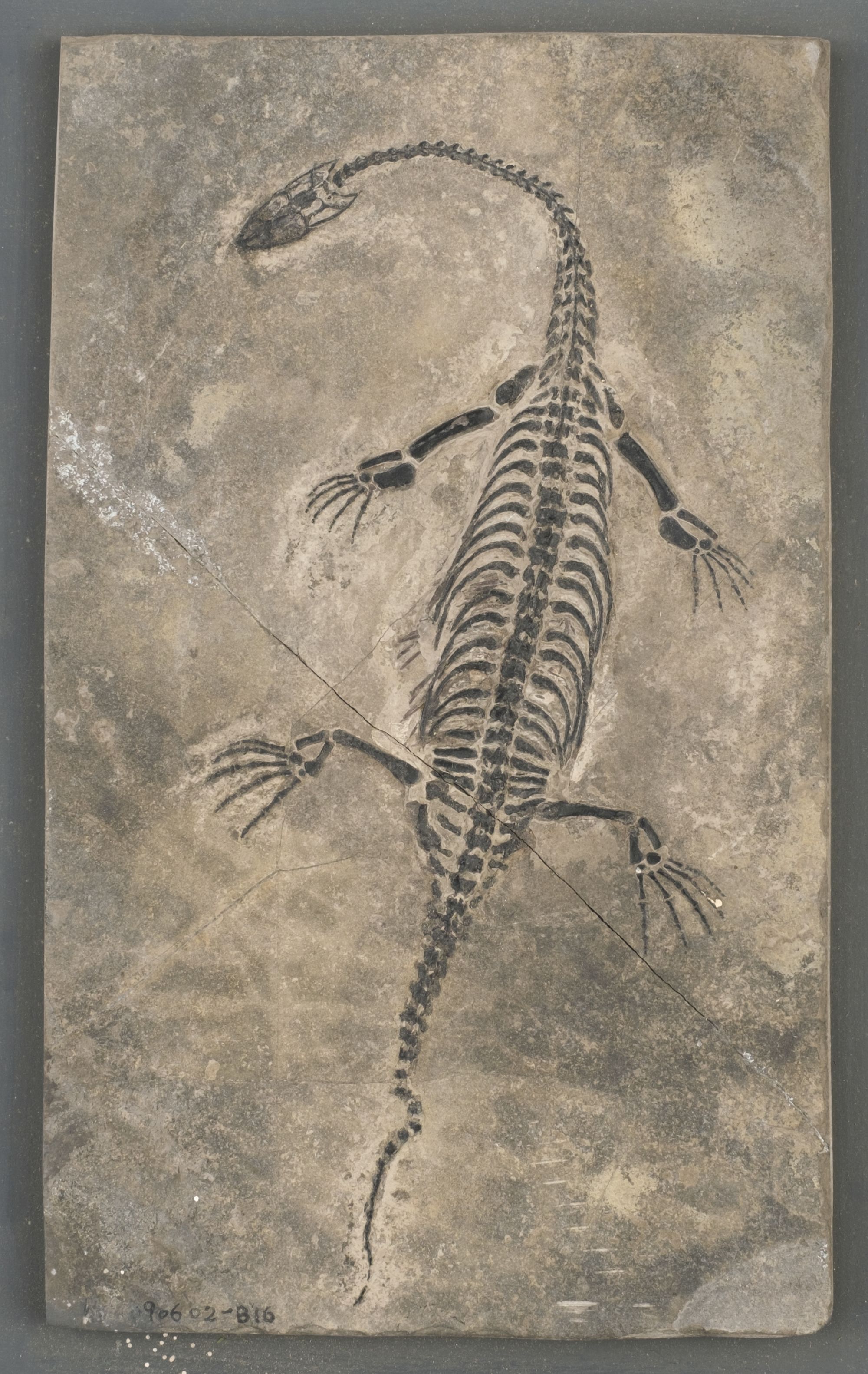 Lot 637 - Keichousaurus Hui. A Triassic marine reptile