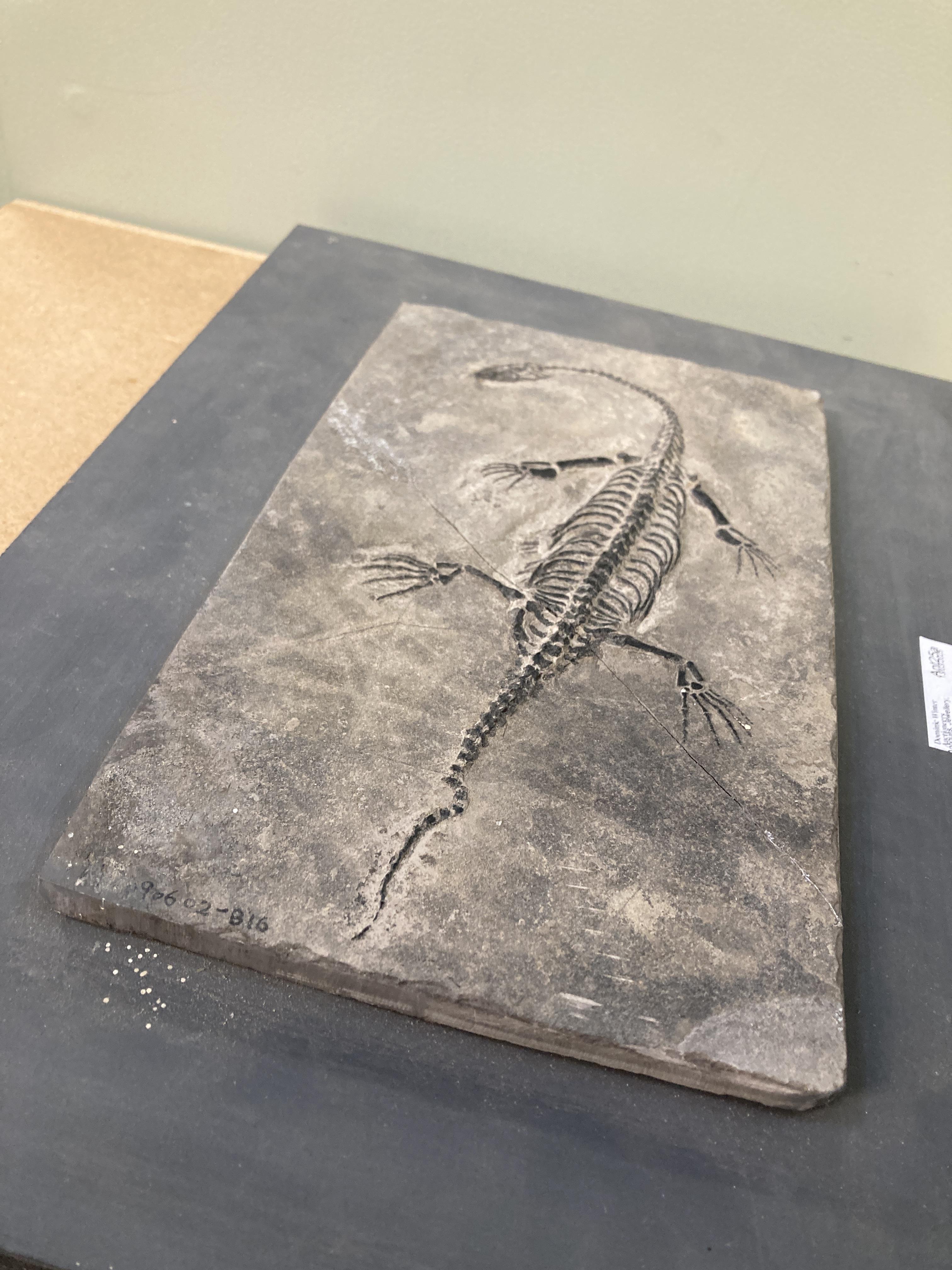 Lot 637 - Keichousaurus Hui. A Triassic marine reptile